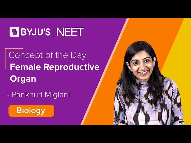 Female Development Anatomy