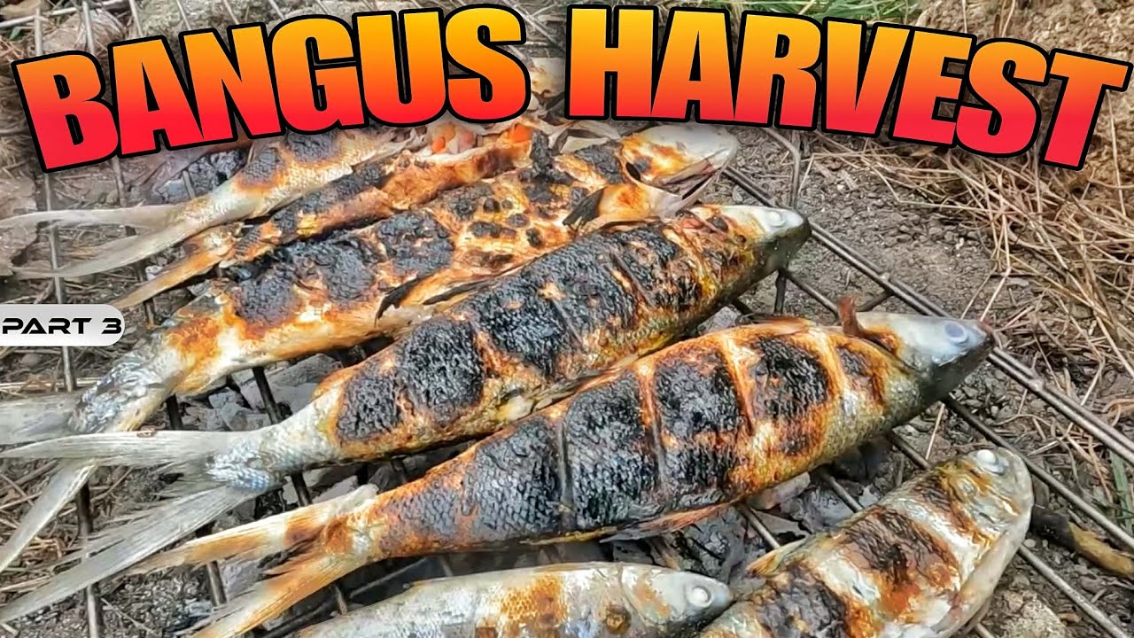 P3 - BANGUS HARVEST - EP2161 - YouTube