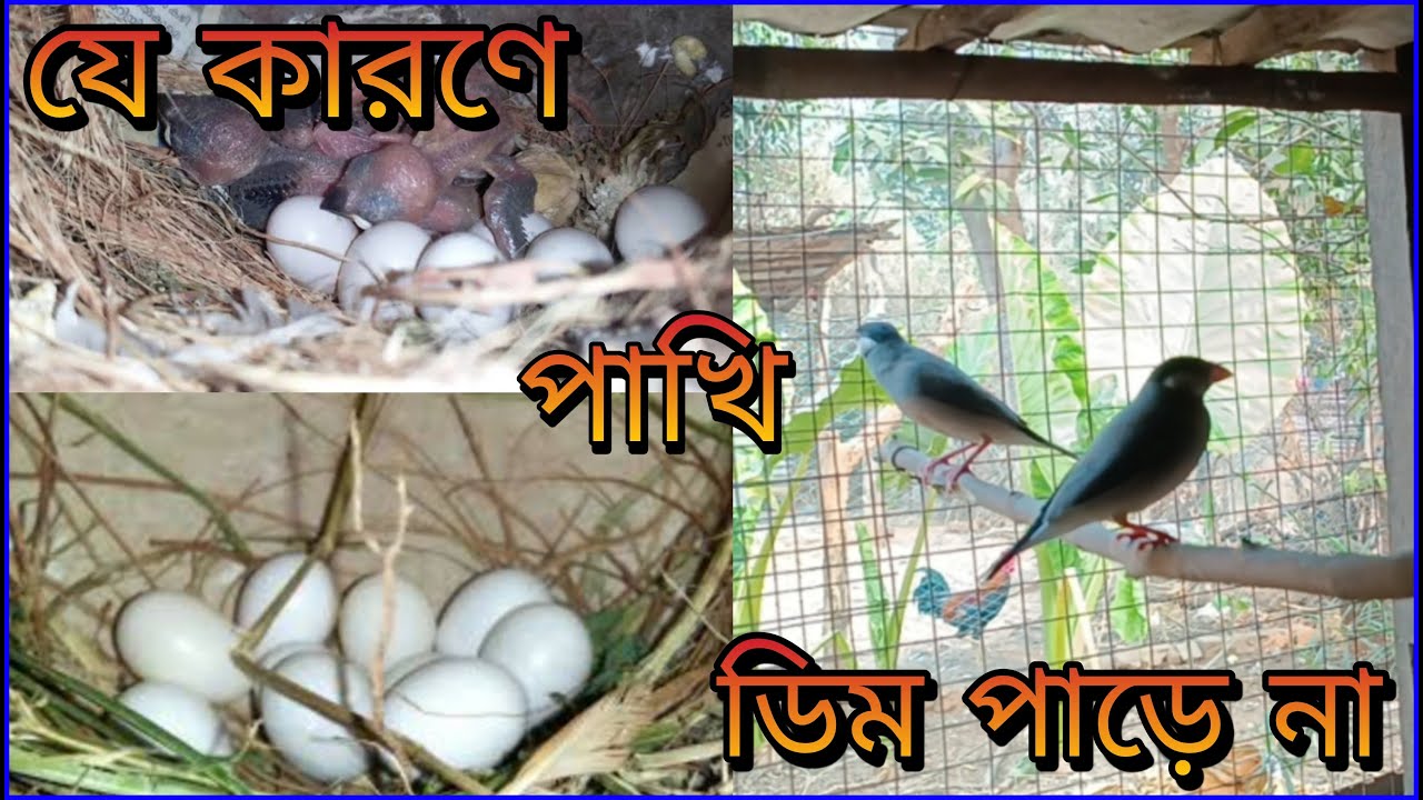 Java Pakhi Breed na Korar Karon || Java Pakhi Dim Deina Kano || How To Breed Java Sparrow - YouTube