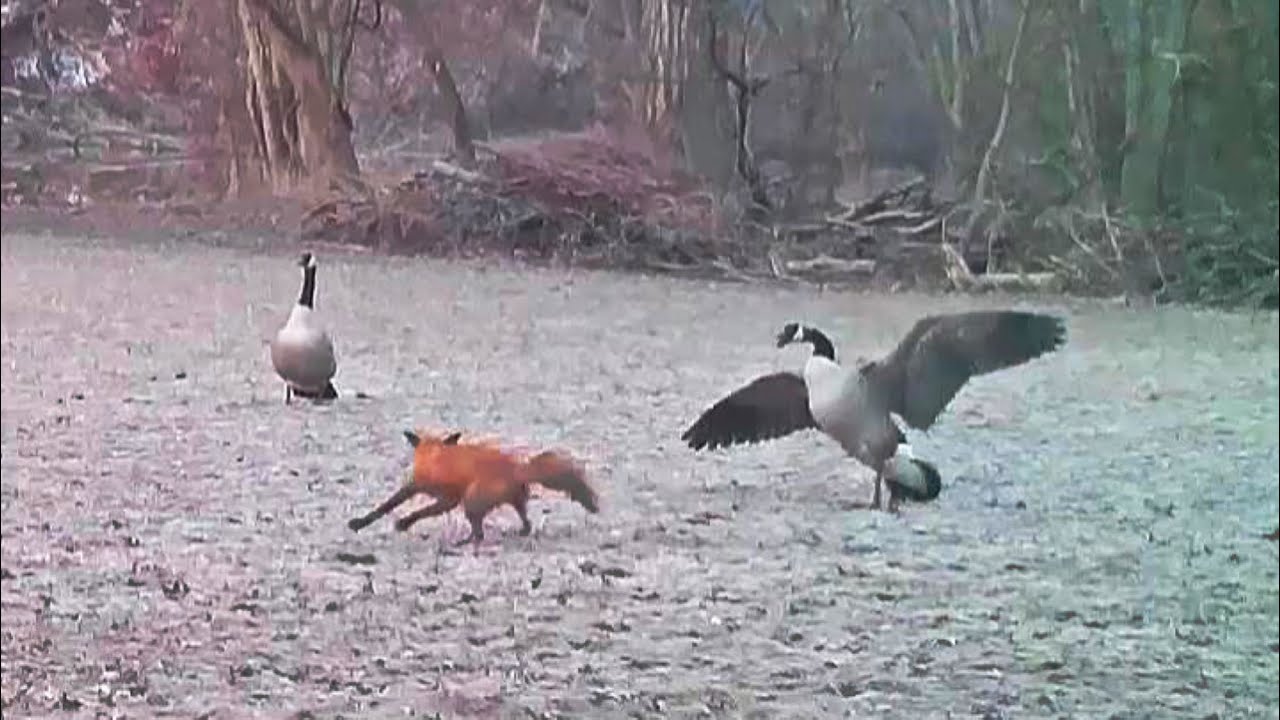 Fox chases geese, geese chase fox! - YouTube