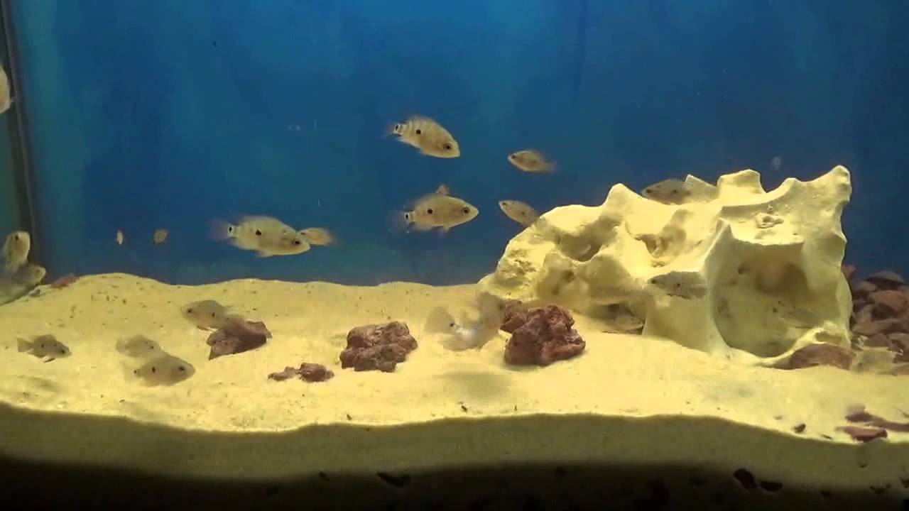 Pyro Trimac Cichlid Fry - Free swimming - YouTube