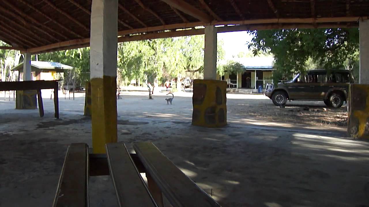 Ringtail lemur at Beza Mahafaly Camp, SW Madagascar - YouTube