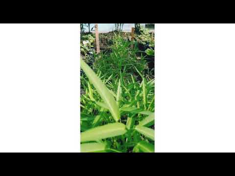#tanamanpangan #Ikkt #tarakan Pemeliharaan dan Panen Tanaman Pangan ...