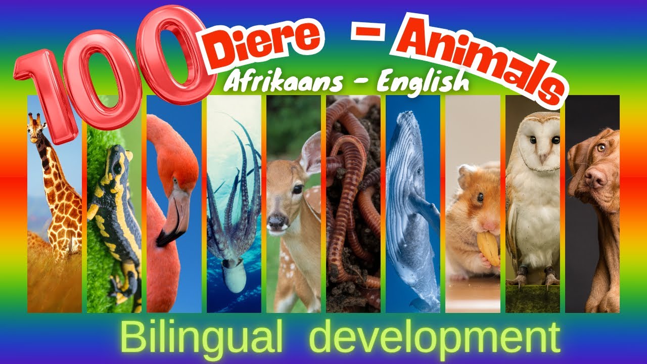 100 Animals in English & Afrikaans! | Bilingual Vocabulary - YouTube