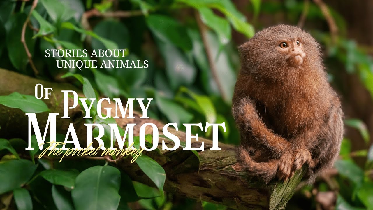Pygmy Marmoset : The Pocket Monkey - YouTube