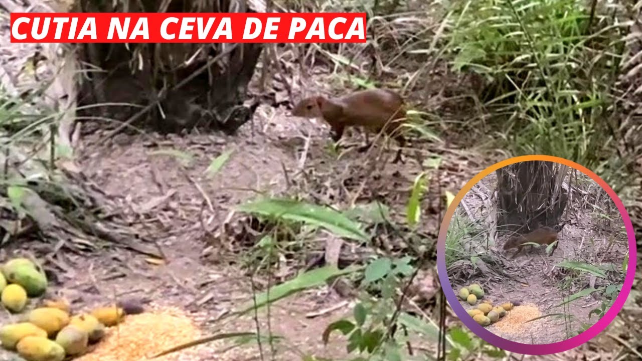 Cutia na ceva de Paca - veio duas - YouTube