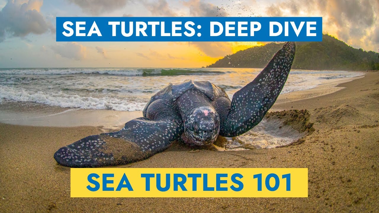 Sea Turtles 101: Learn All About Sea Turtles – Deep Dive - YouTube