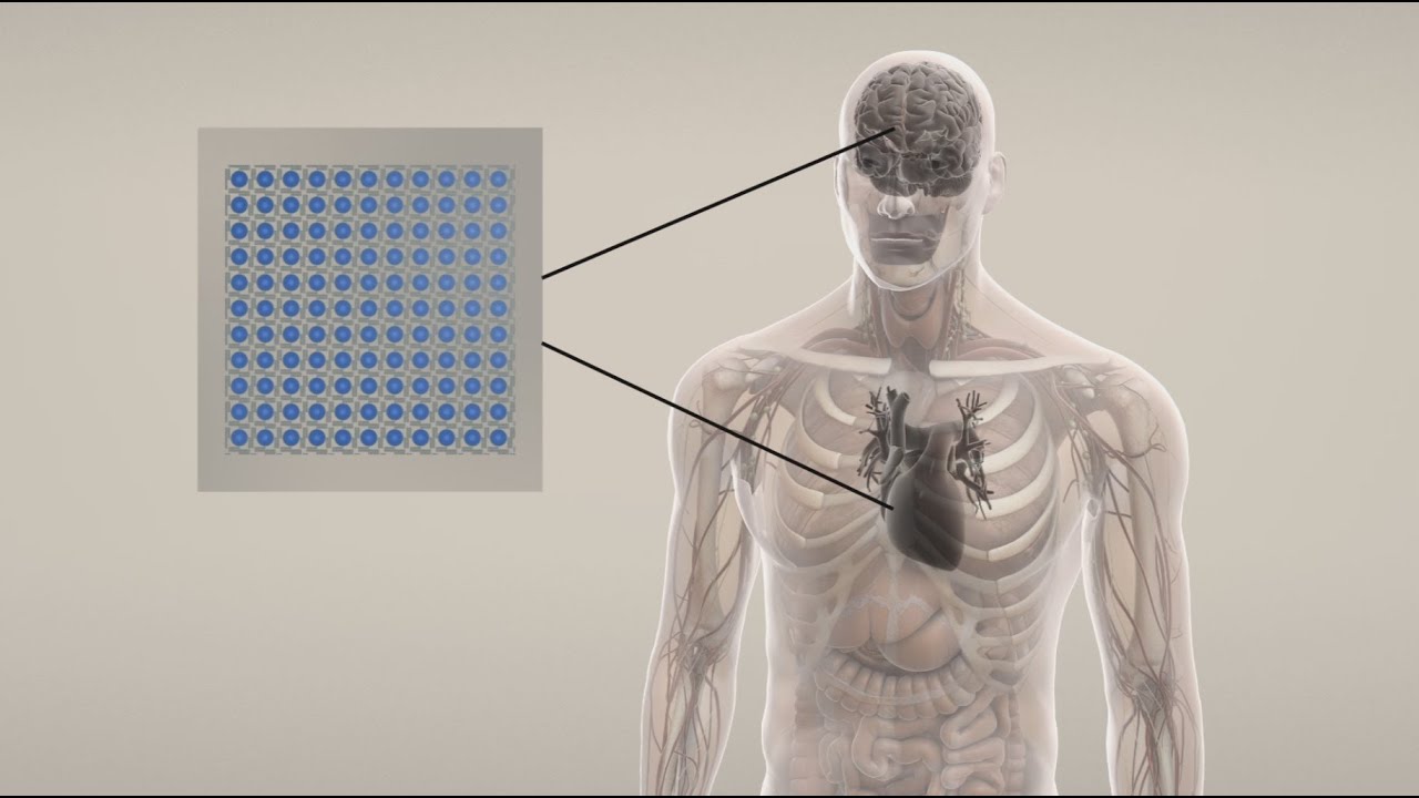 Stretchable battery can be used inside human body - YouTube