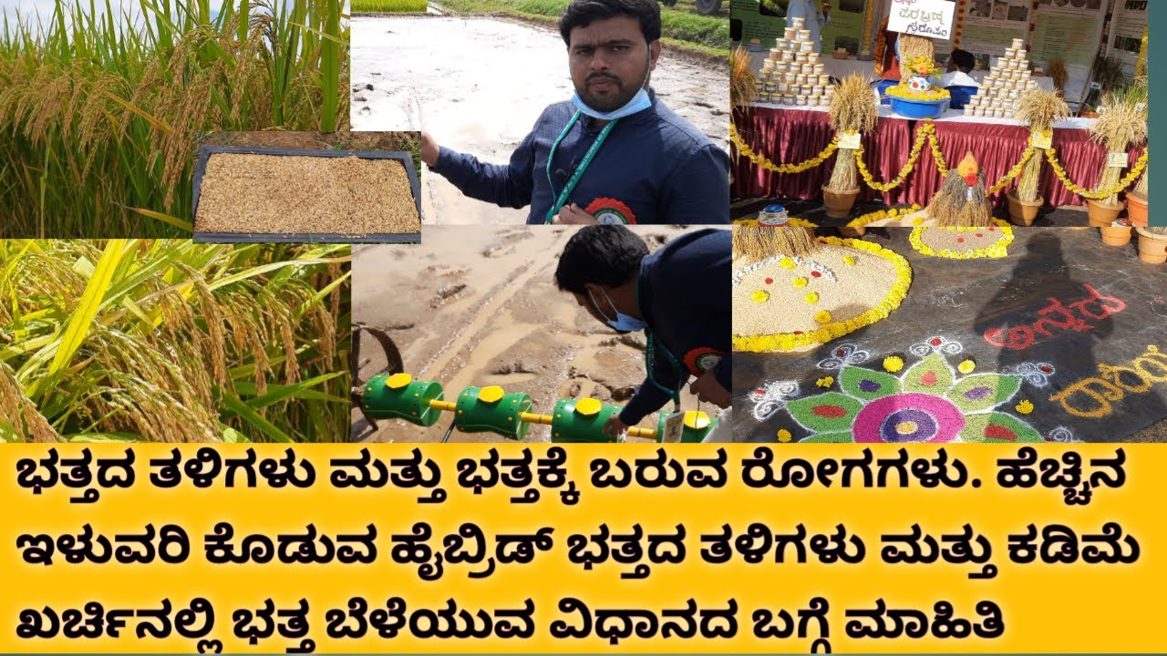 COMPLETE GUIDE TO PADDY CULTIVATION//A TO Z ABOUT PADDY FARMING//PADDY ...