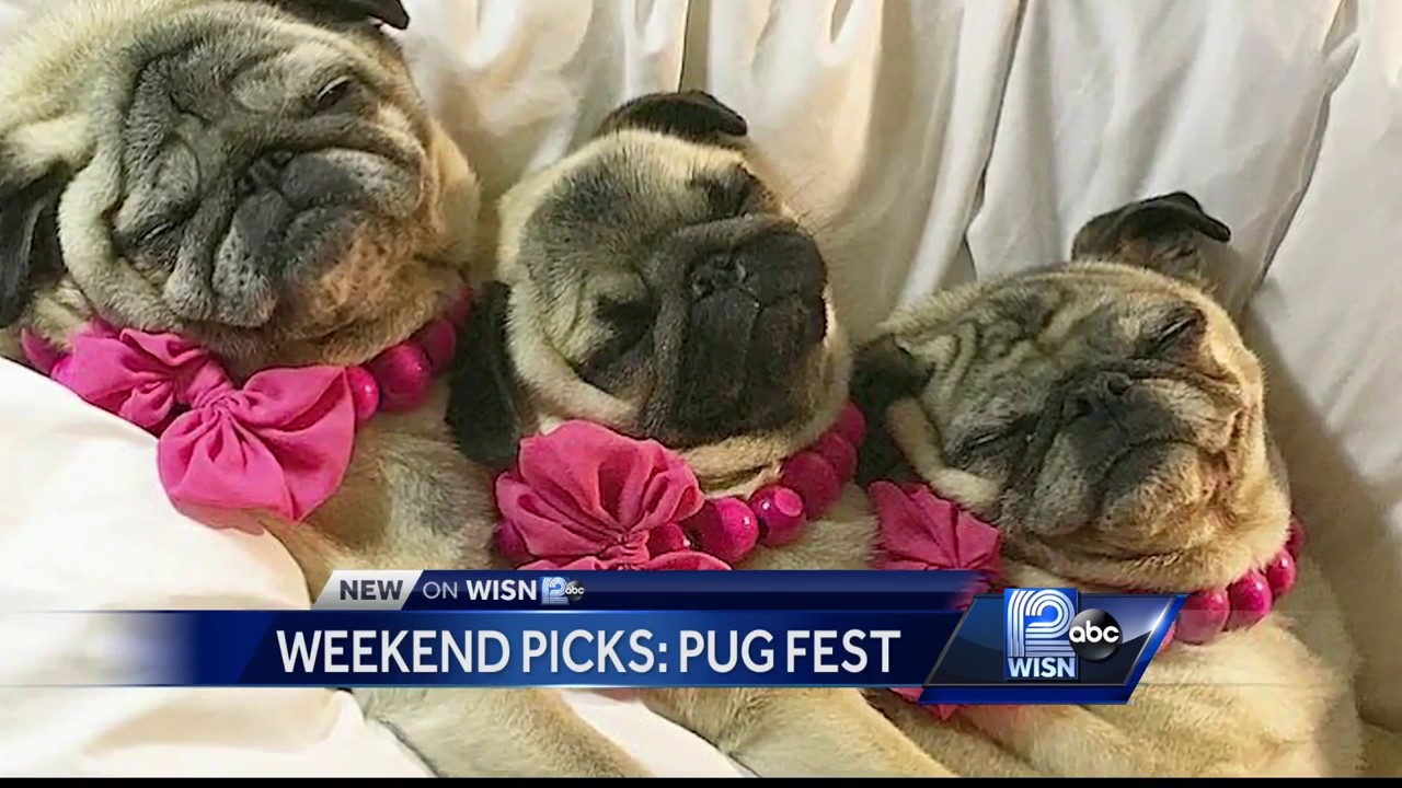 Weekend Pick: Milwaukee Pug Fest - YouTube