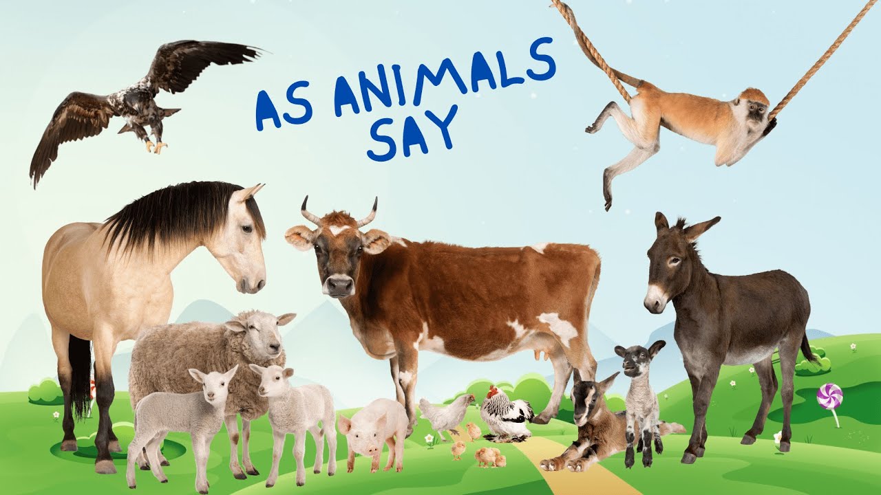 Cute Little Animal: Gull, Stork, Raccoon, Seal, Grasshopper, Lynx And ...