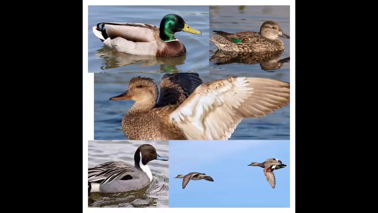 Coot ducks best hunting sound - YouTube