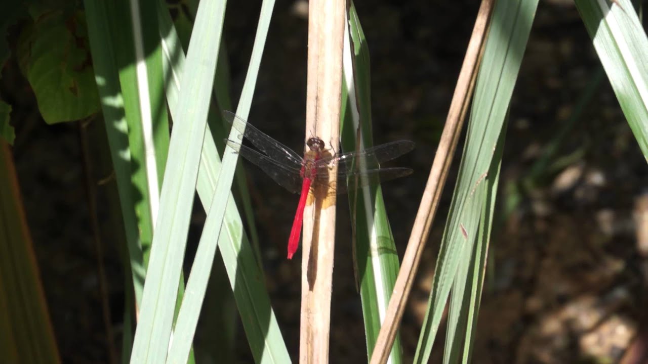 red panama dragon fly poops or something - YouTube