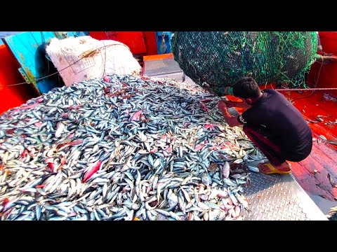 12000 KG Ayala Fish Catching at Deep Sea