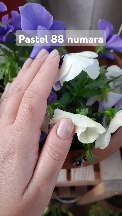 Pastel Oje 88 Numara | Bozulsa da Taze Sürülmüş Gibi Görünen Oje #reklam #pastel #oje - YouTube