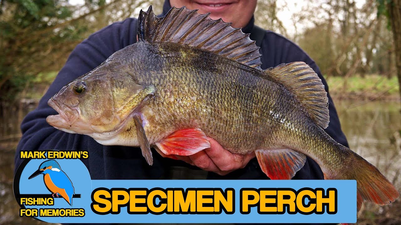 Perch fishing on a flooded river - Bumper perch capture (Video 72 ...