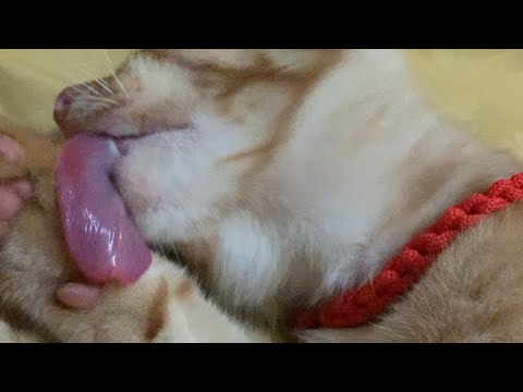 Beberap alasan Kucing Menjilati (Berbenah) diri