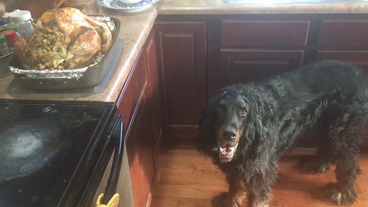 Gordon Setter and Turkey - YouTube