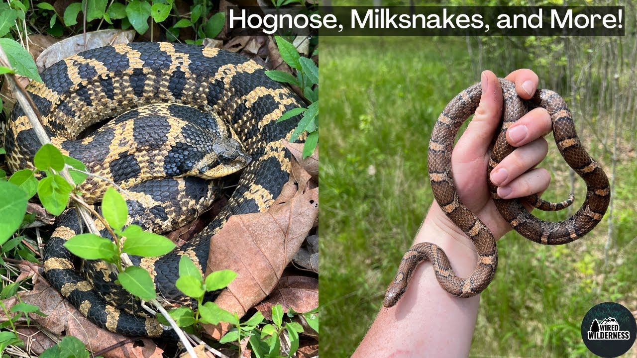 Epic Maryland Snake Hunting! Hognose, Milksnakes, Ratsnakes, and More ...