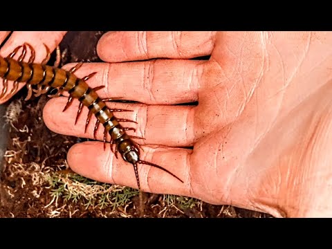 Etrigonopodus. Tanzanian Blue Ring Centipede Handling - YouTube