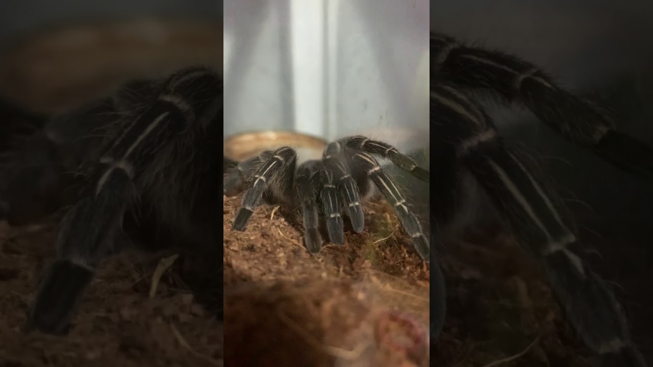 Aphonopelma seemanni, the Costa Rican zebra tarantula - YouTube