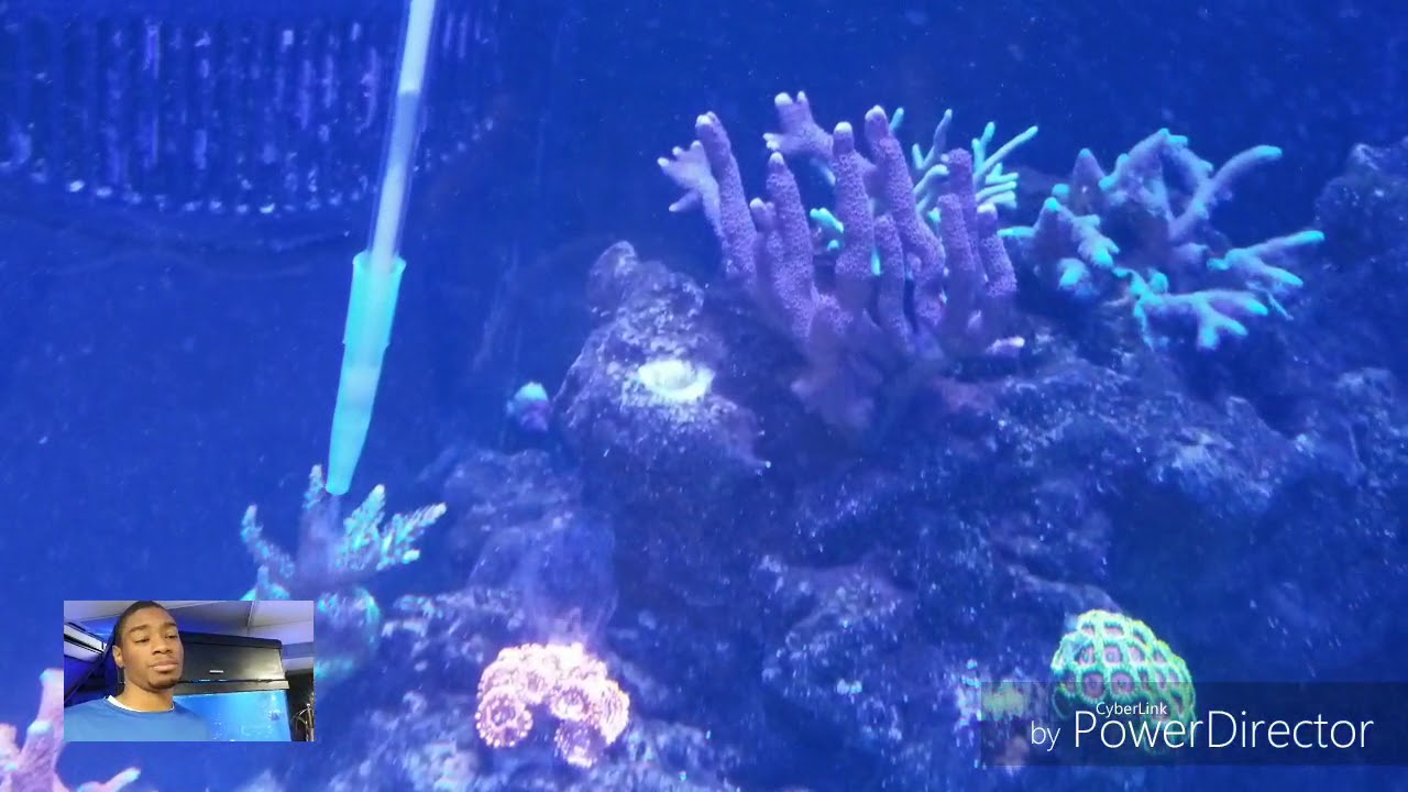 Target Feeding Corals REEF ROIDS! - YouTube