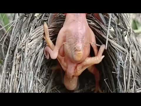 Berkali kali gagal!!! Mendorong bayi burung dari sarang