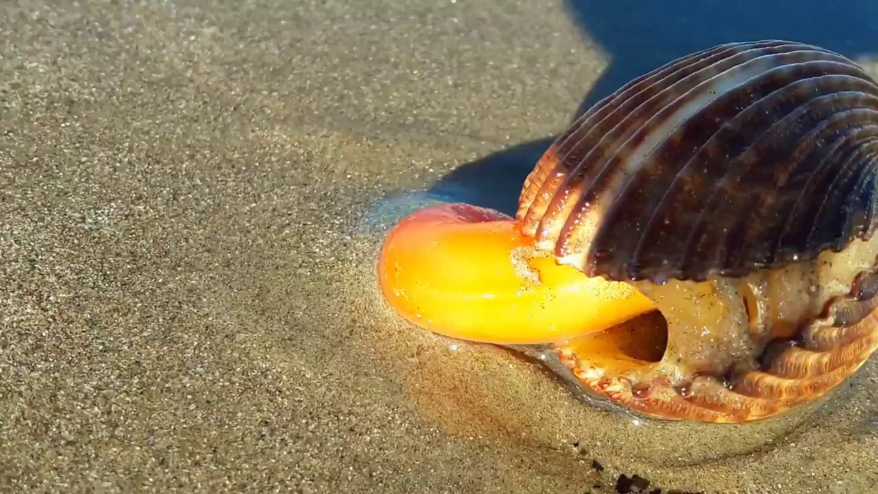 Seashell while opening and closing - part 3 - YouTube