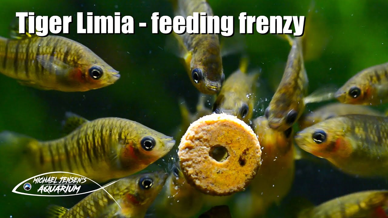 Tiger Limia - front glass feeding - YouTube