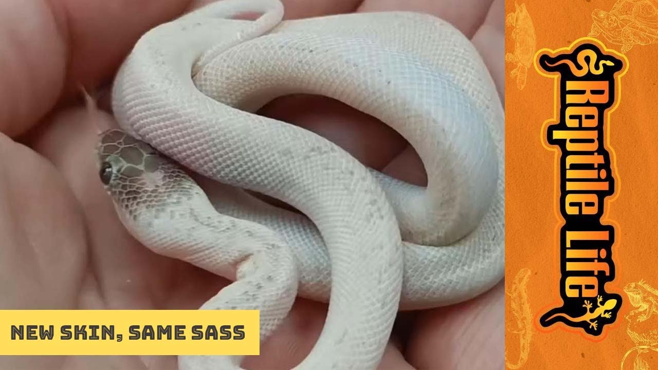 Marbled Childrens Python | Reptile Life Ferntree Gully - YouTube