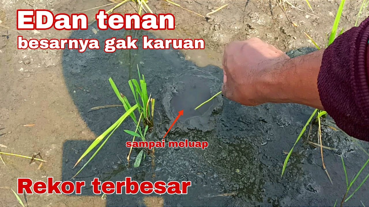Edaan tenan..!! inilah kumpulan rekor belut babon sawah terbesar yang ...
