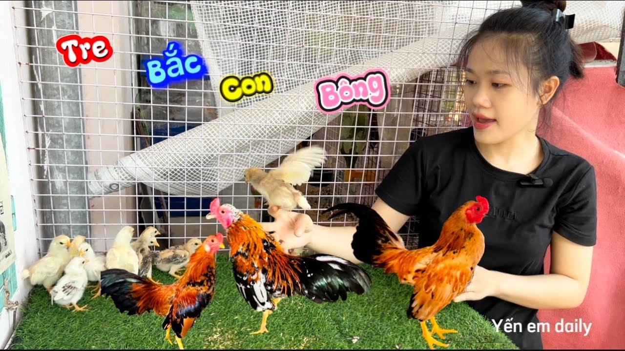 Giới Thiệu Bầy Gà Tre Bắc Bông Điều Mini Con Rất Dạng Và Bầy Tre Bắc ...
