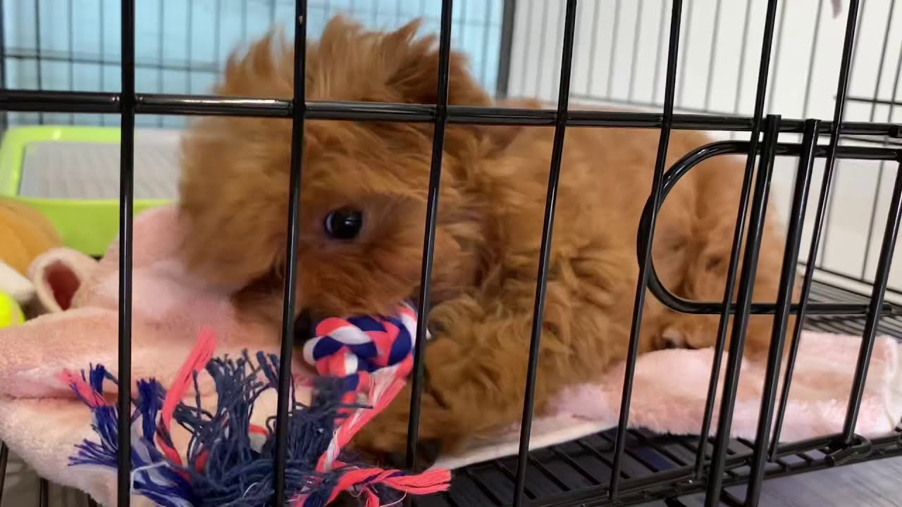 Introducing Mocha the Pomapoo - YouTube