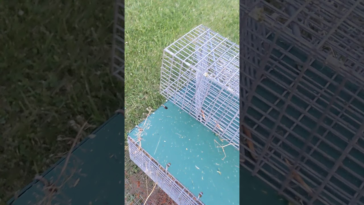 colony trap carry hack - YouTube