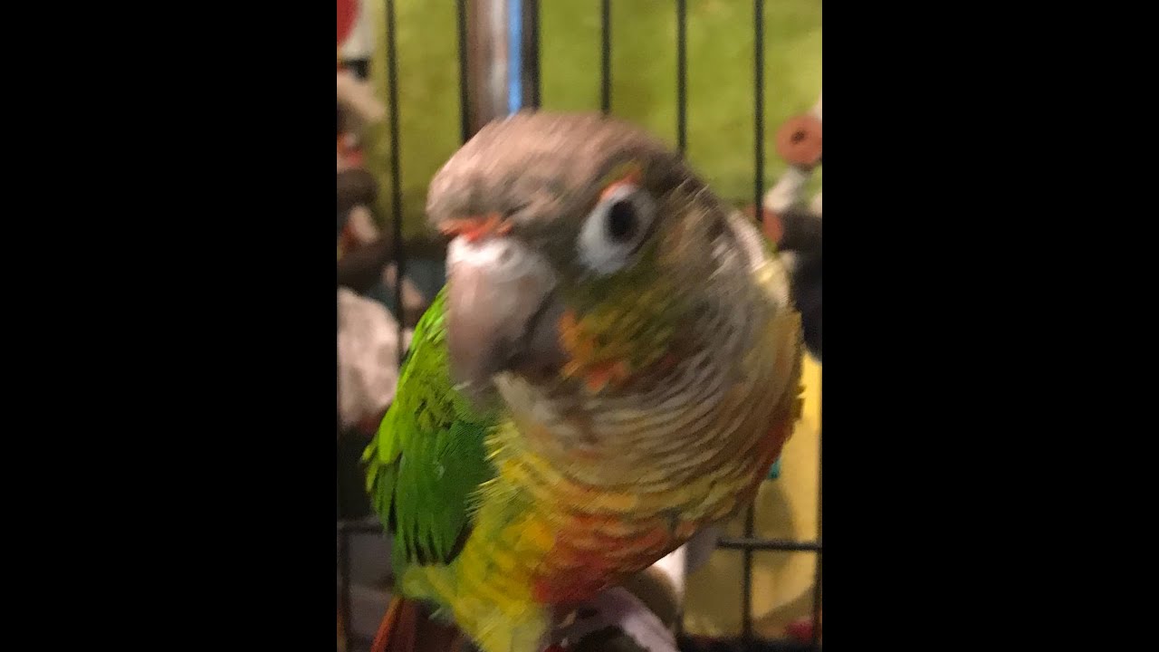 Green Cheek Conure | Teach Bird How To step Up | Easy | Bird Training ...