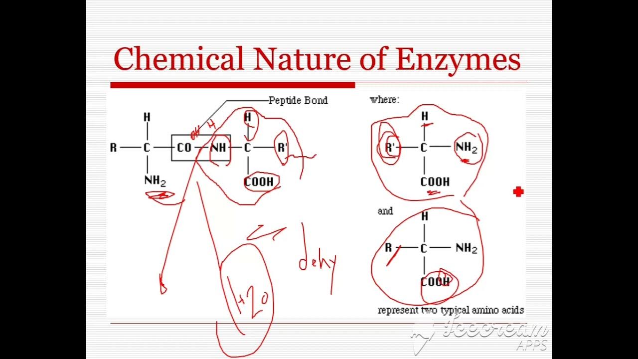 plant Physiology || Enzymes all. - YouTube