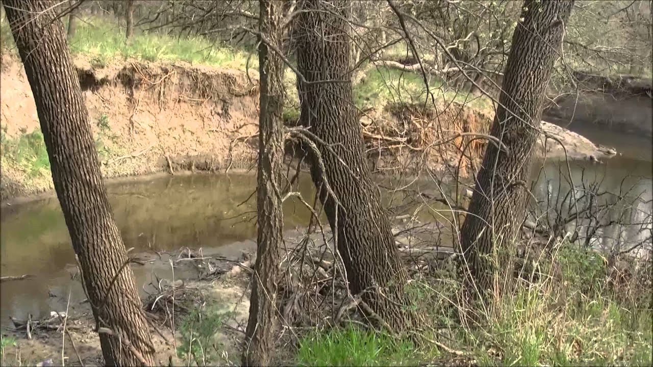 Stalking the Elusive Wild Wood Duck - YouTube