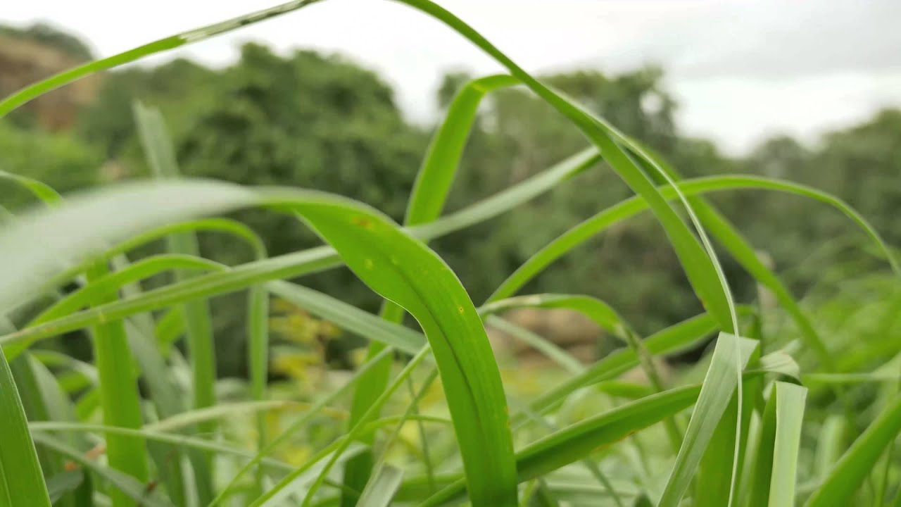 Free Nature 4K Stock Footage "Peaceful Fields of Grass" - YouTube