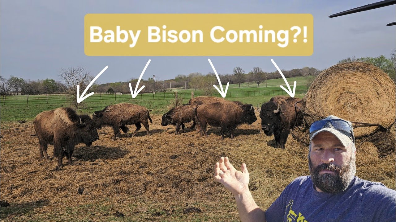 Bison calving season is close | New fence build starts! - YouTube
