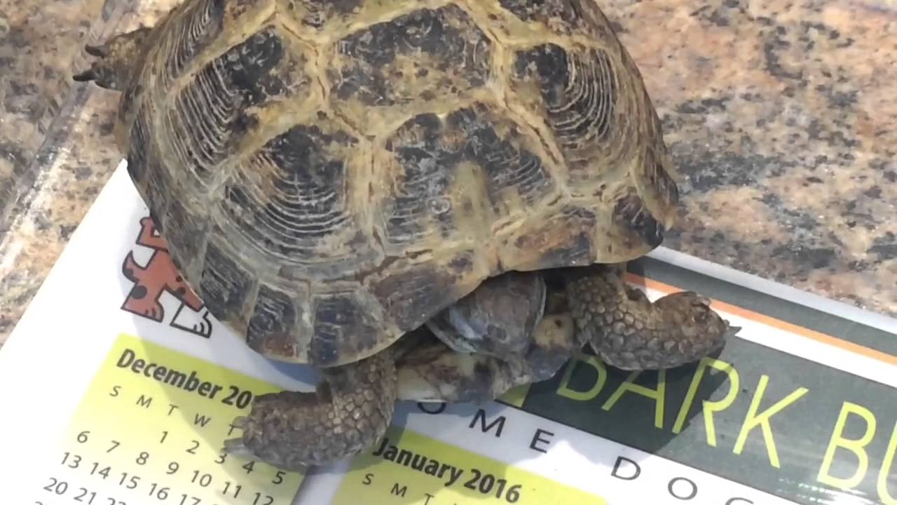 Pet Store Russian Tortoise in For Bacterial Pneumonia And Sinusitis ...