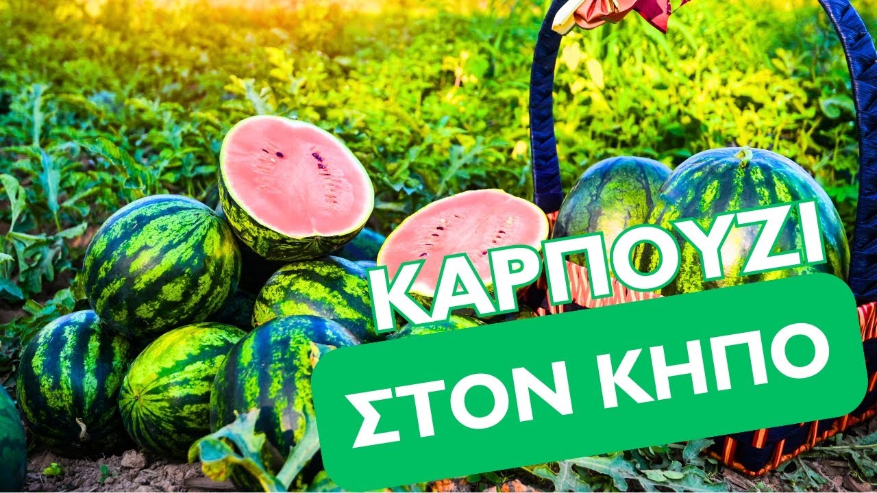 Πότε και πως καλλιεργούμε καρπούζι στον κήπο ή το χωράφι μας. - YouTube