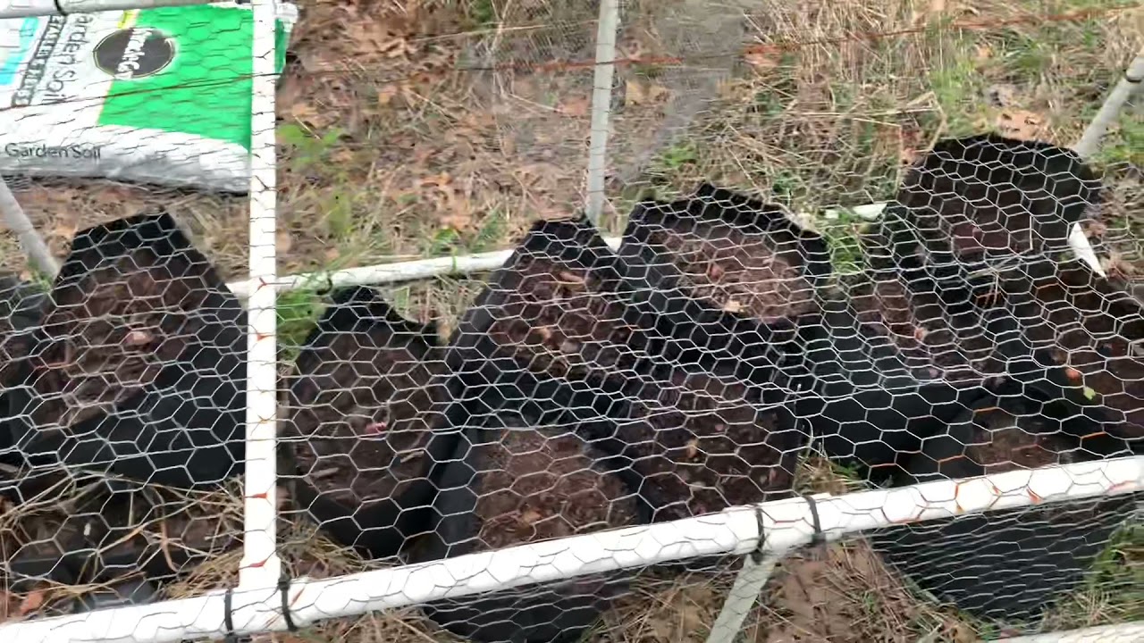 Varmint Cage for your seedling trees! - YouTube