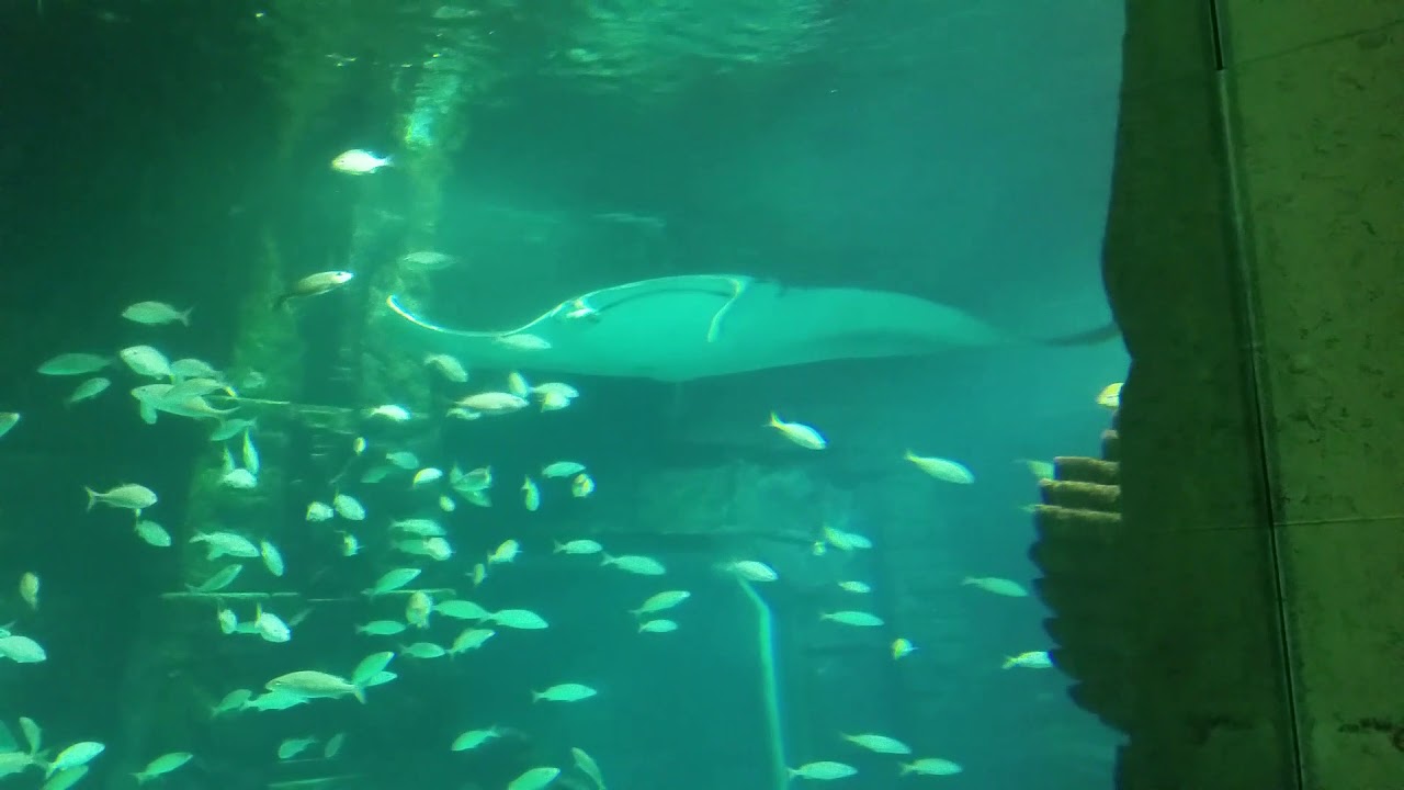 Manta ray from the inside - YouTube