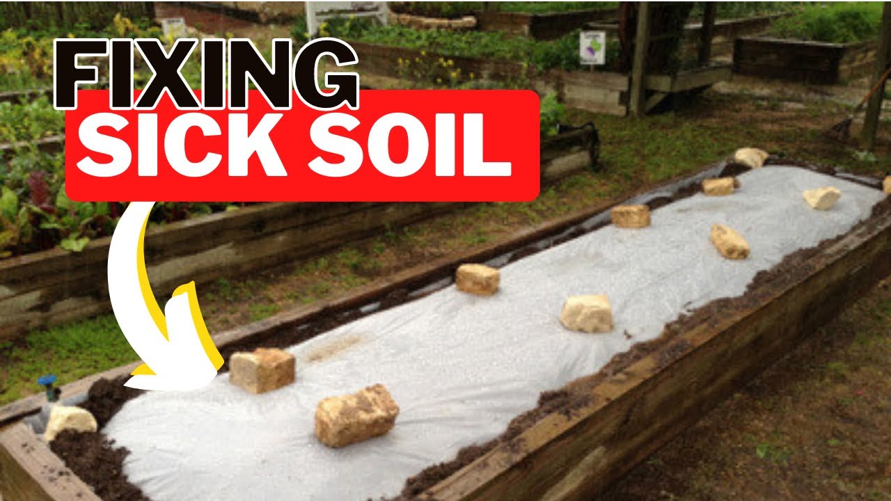 Solarization. The Soil Miracle Cure… - YouTube