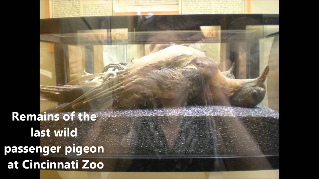 Six animals extinct because of humans - YouTube