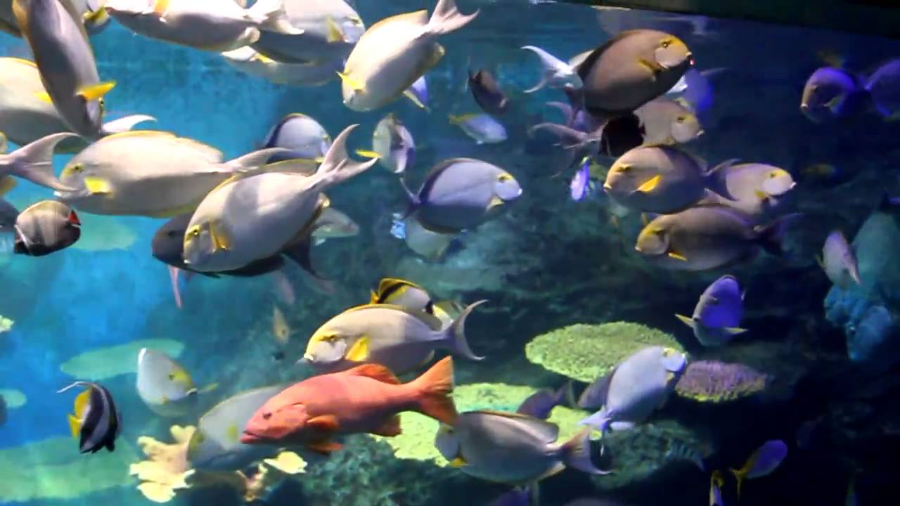 Siam Ocean World 1 - YouTube