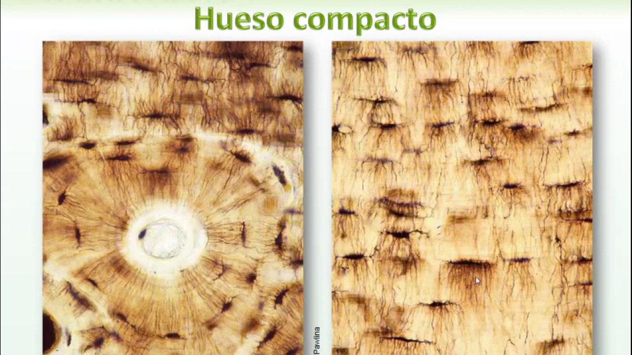 3 Hueso compacto y esponjoso - YouTube