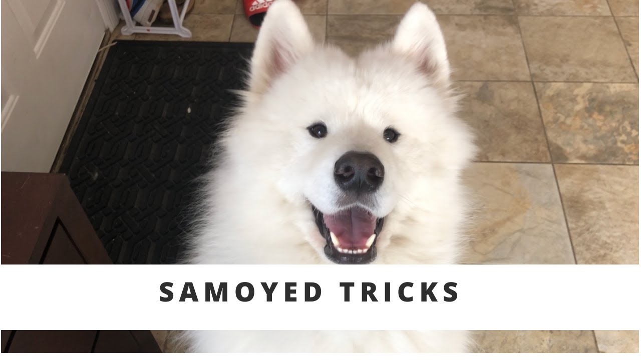 Samoyed TRICKS - YouTube