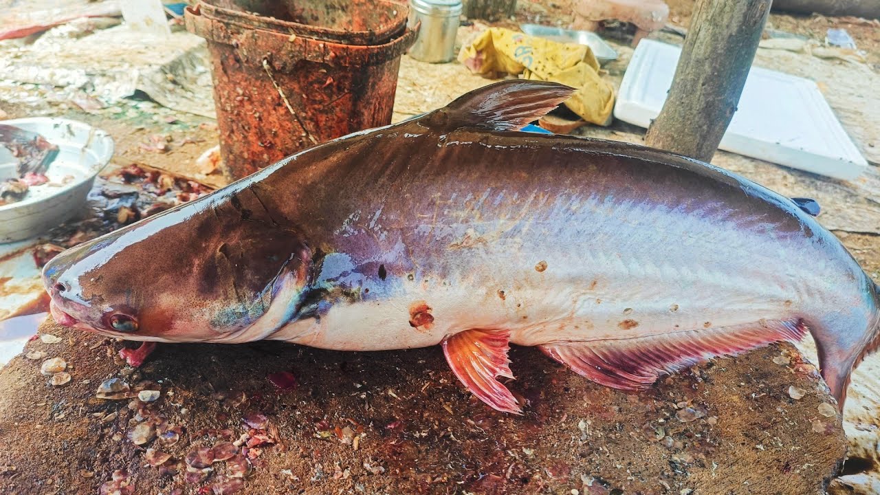 Fish cutting@pangash fish cutting skills/super clean cutting slices ...