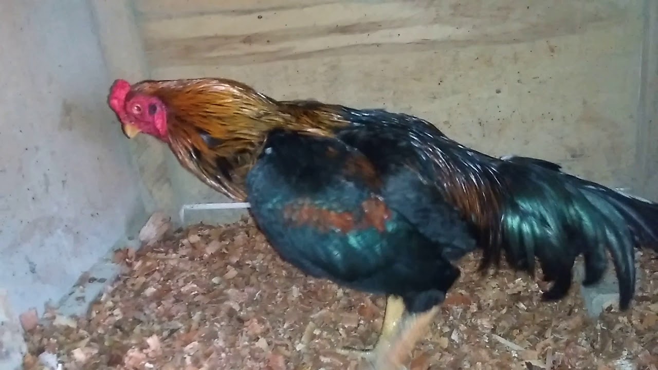 Gallo Asil (ASEEL) 7 meses Perú - YouTube